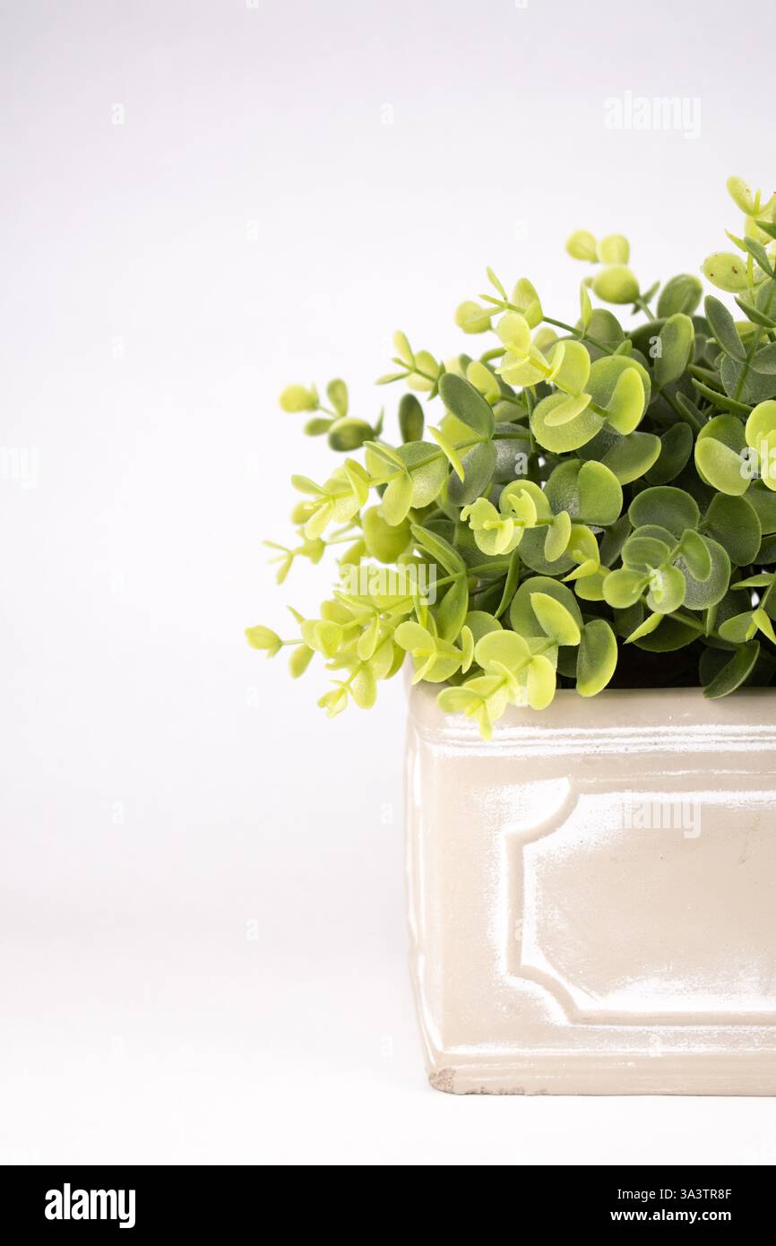 Fake faux indoor box wood plant in ceramic pot Stock Photo - Alamy