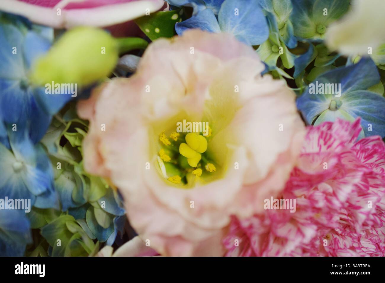 Colorful Flower Bouquet Close up Background Stock Photo - Alamy