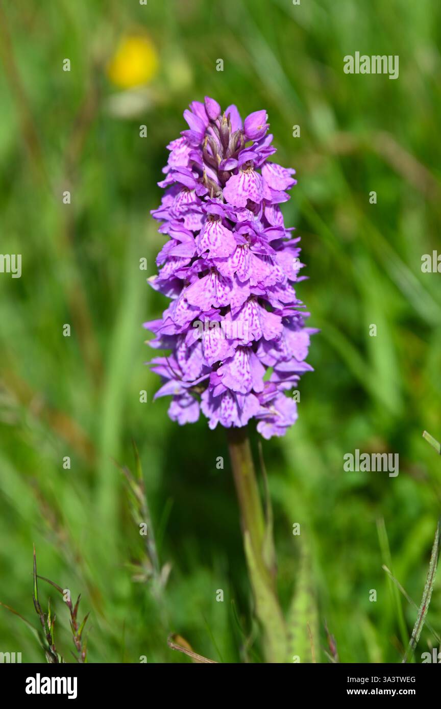 Purple summer flowers of Dactylorhiza maculata subsp. maculata or ...