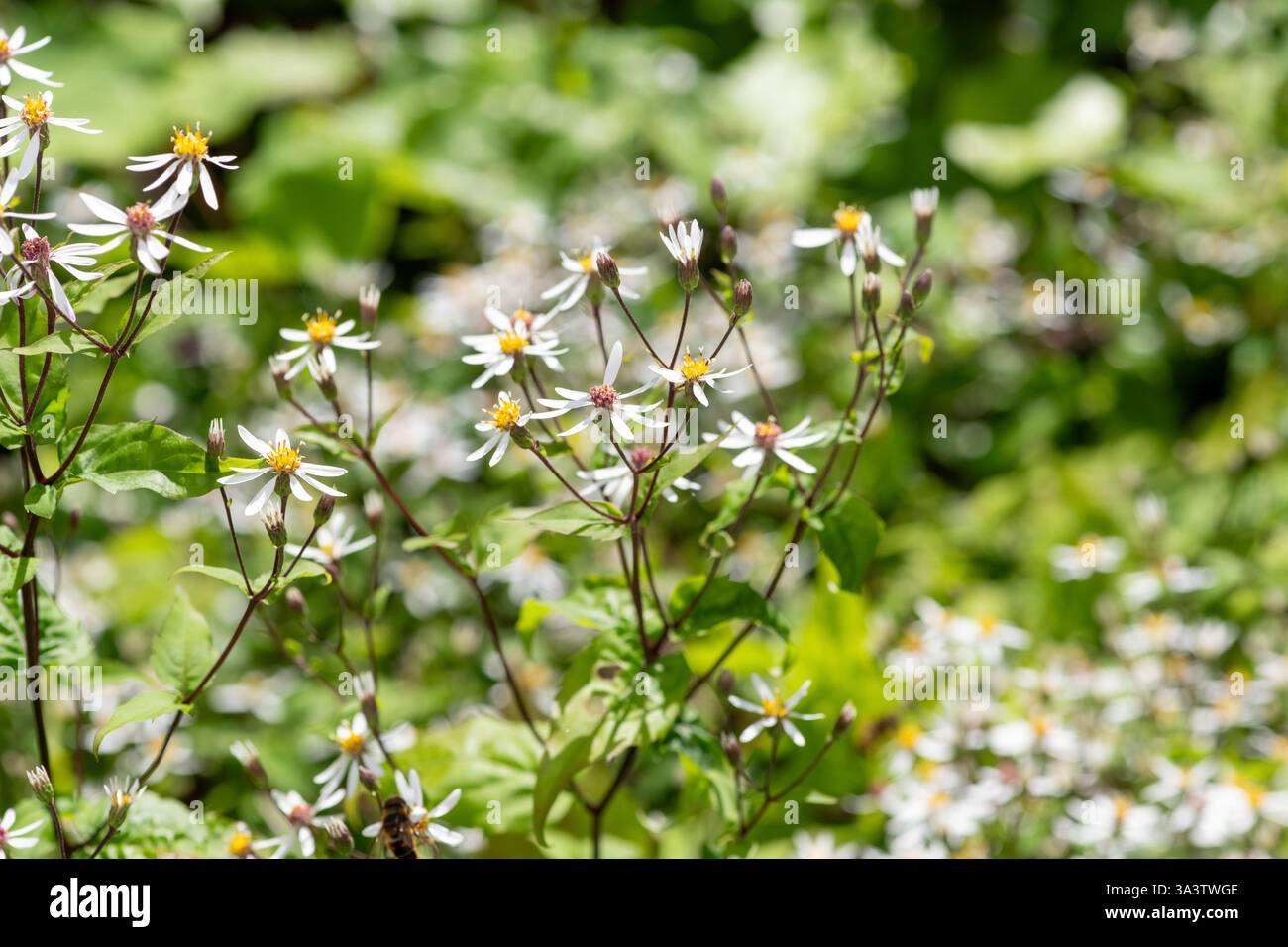 White wood aster (eurybia divaricata) flowers in bloom Stock Photo - Alamy