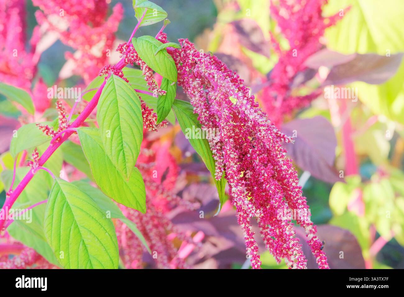 Amaranthus caudatus of violet color. Growing love-lies-bleeding in ...