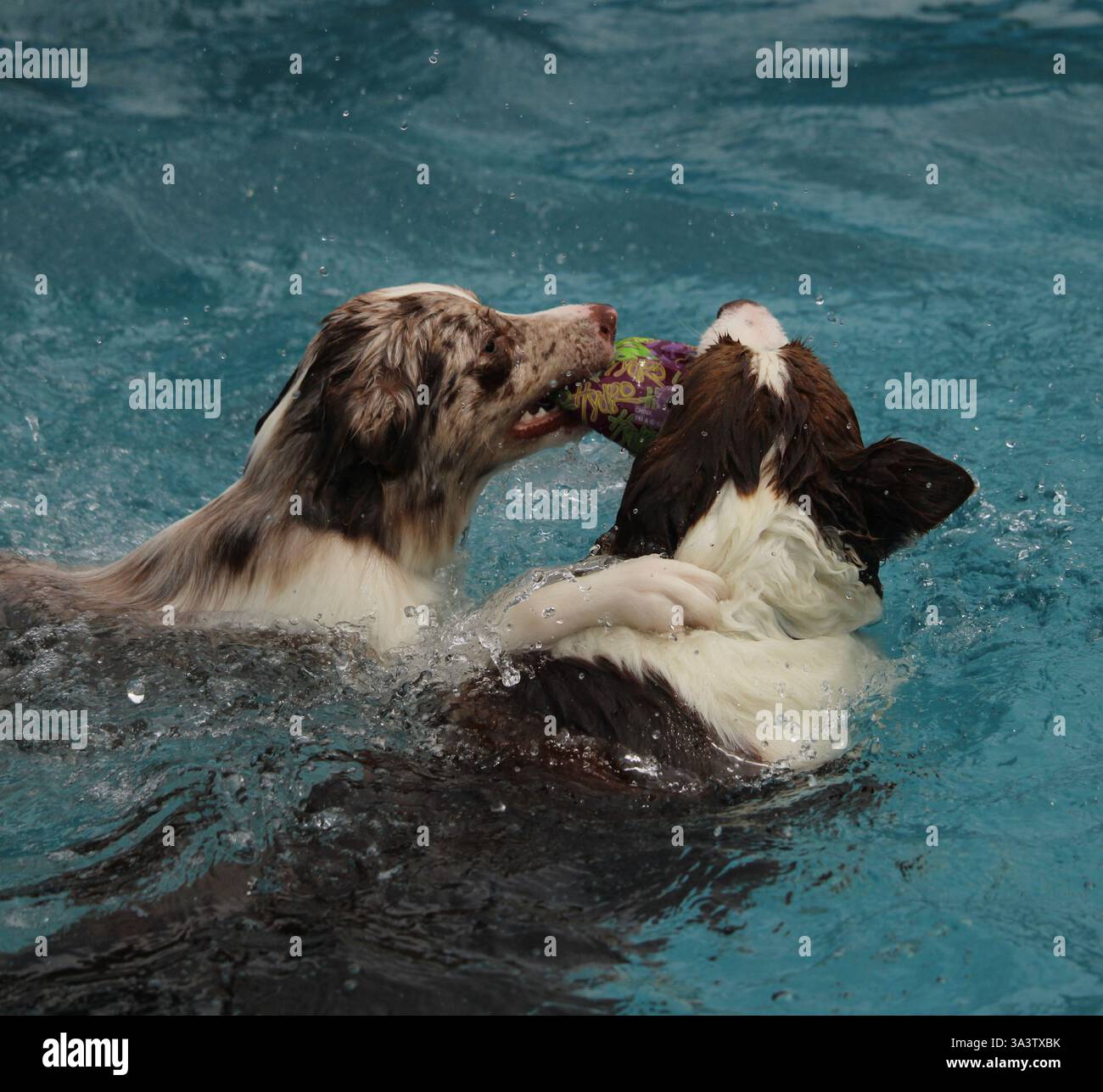 Two dogs swimming in a pool Stock Photo - Alamy