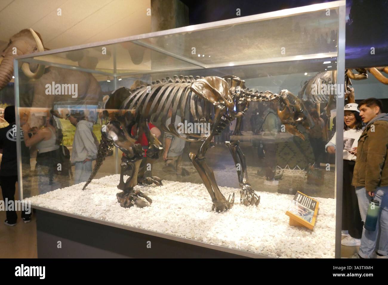 Los Angeles, California, USA 16th March 2025 Shasta Ground Sloth at La ...