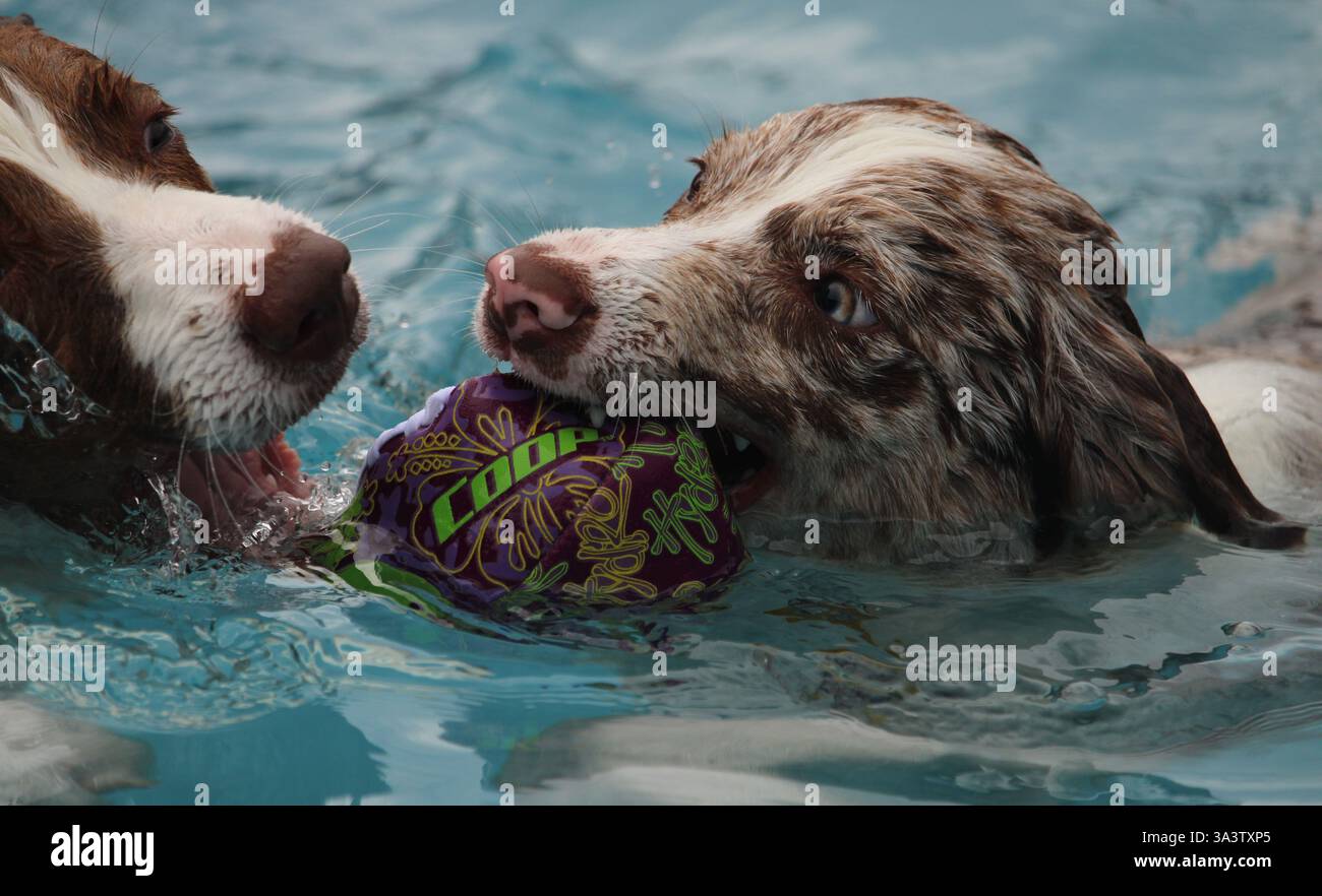Two dogs swimming in a pool Stock Photo - Alamy