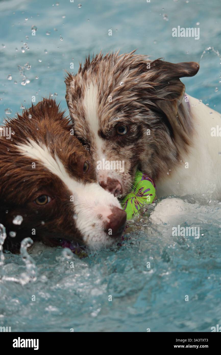 Playing by the swimming pool hi-res stock photography and images - Alamy