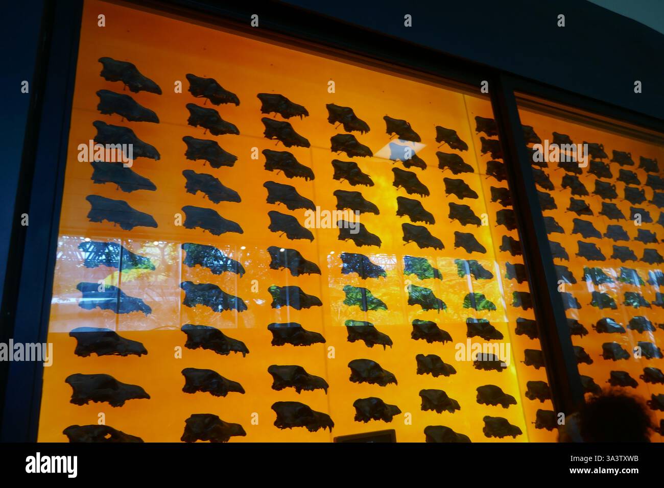 Los Angeles, California, USA 16th March 2025 Dire Wolf at La Brea Tar ...