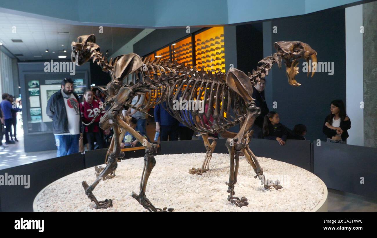 Los Angeles, California, USA 16th March 2025 Saber Toothed Cat at La ...