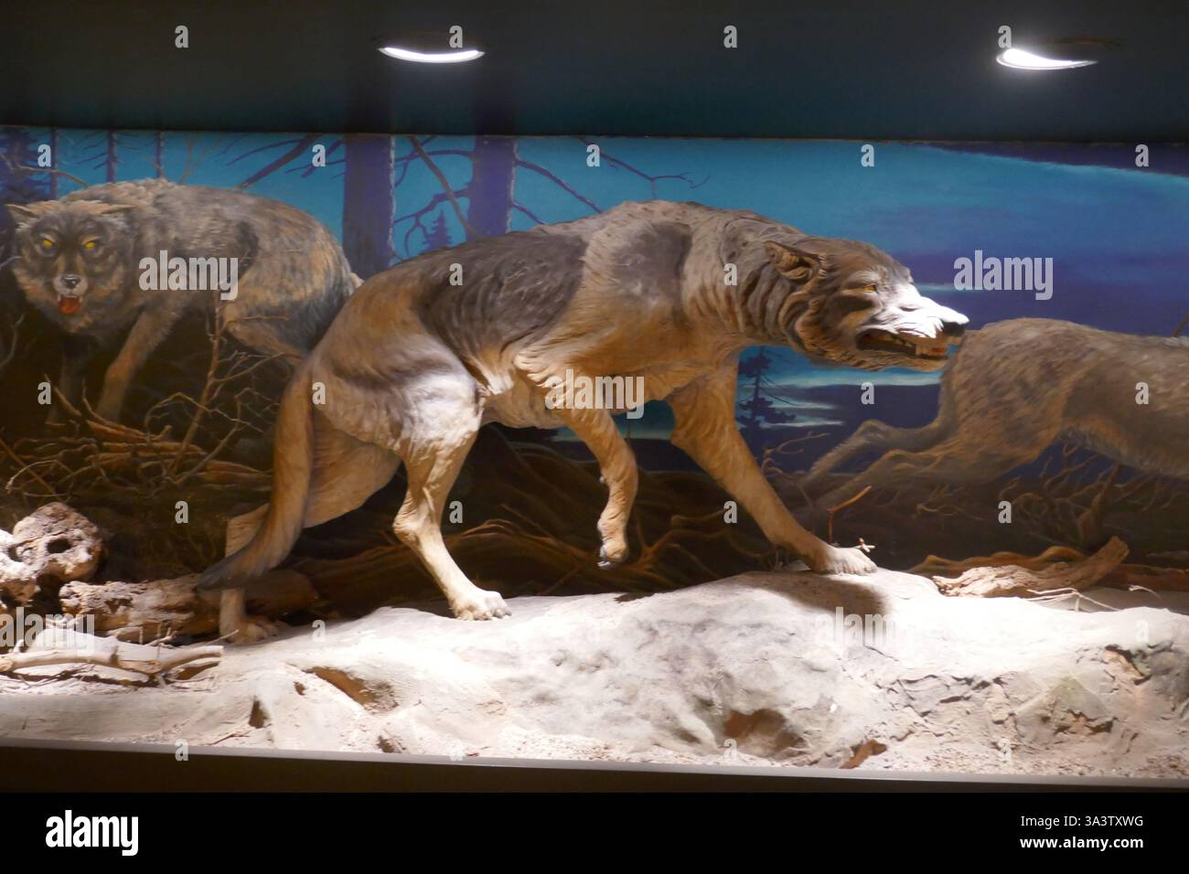Los Angeles, California, USA 16th March 2025 Dire Wolf at La Brea Tar ...