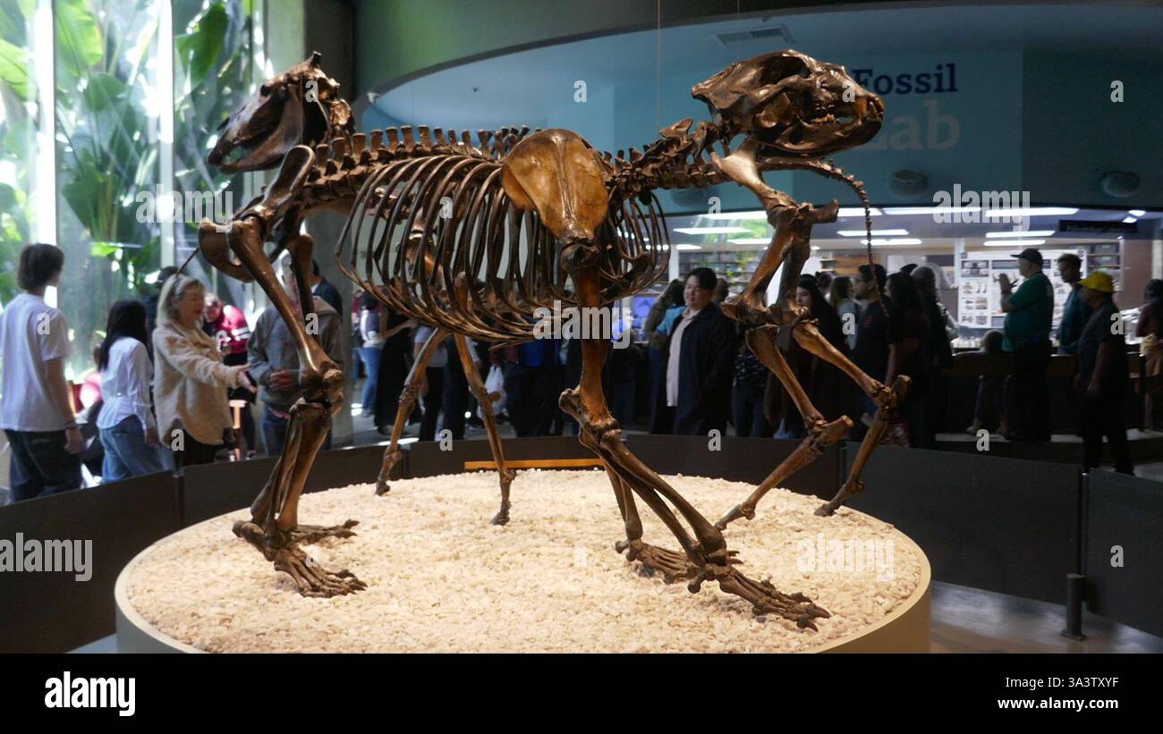 Los Angeles, California, USA 16th March 2025 Short-faced Bear at La ...
