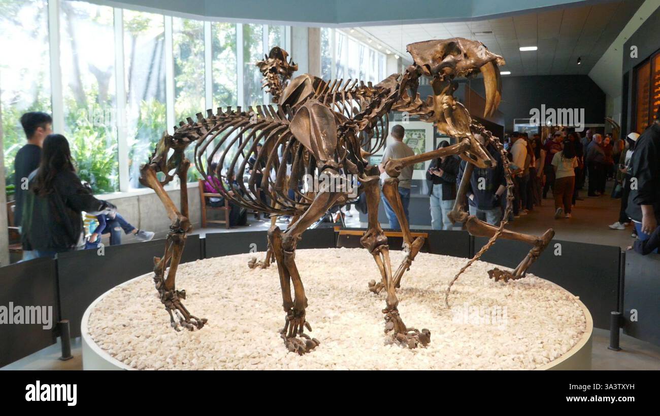 Los Angeles, California, USA 16th March 2025 Saber Toothed Cat at La ...