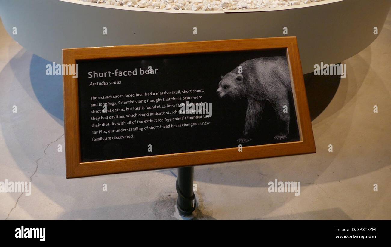 Los Angeles, California, USA 16th March 2025 Short-faced Bear at La ...