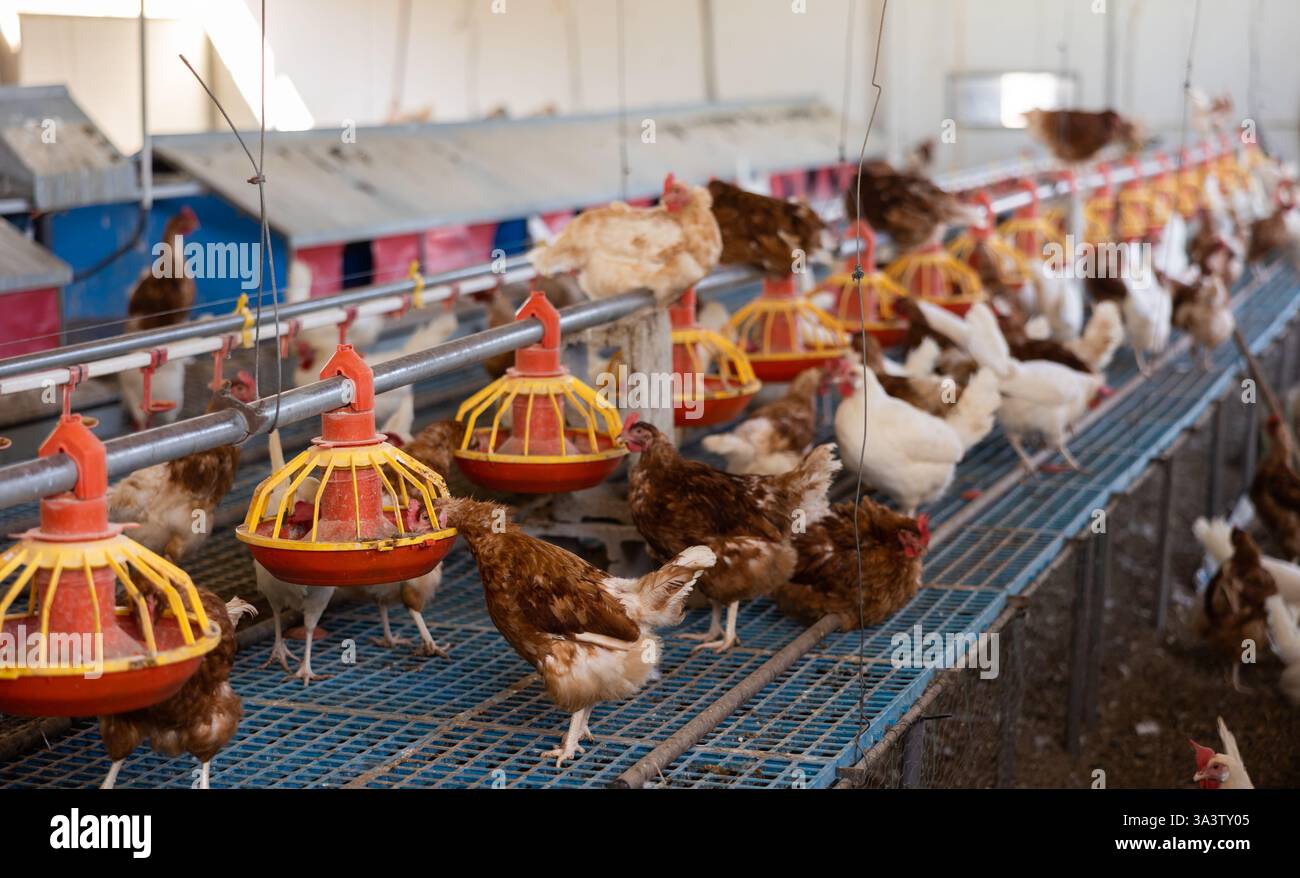 Feeding chickens and raising them indoors in smart farming business ...