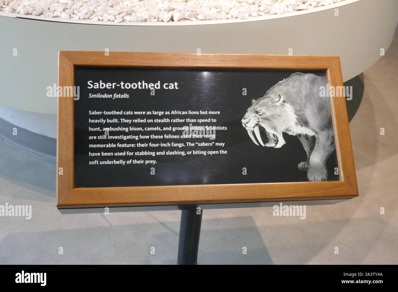 Los Angeles, California, USA 16th March 2025 Saber Toothed Cat at La ...