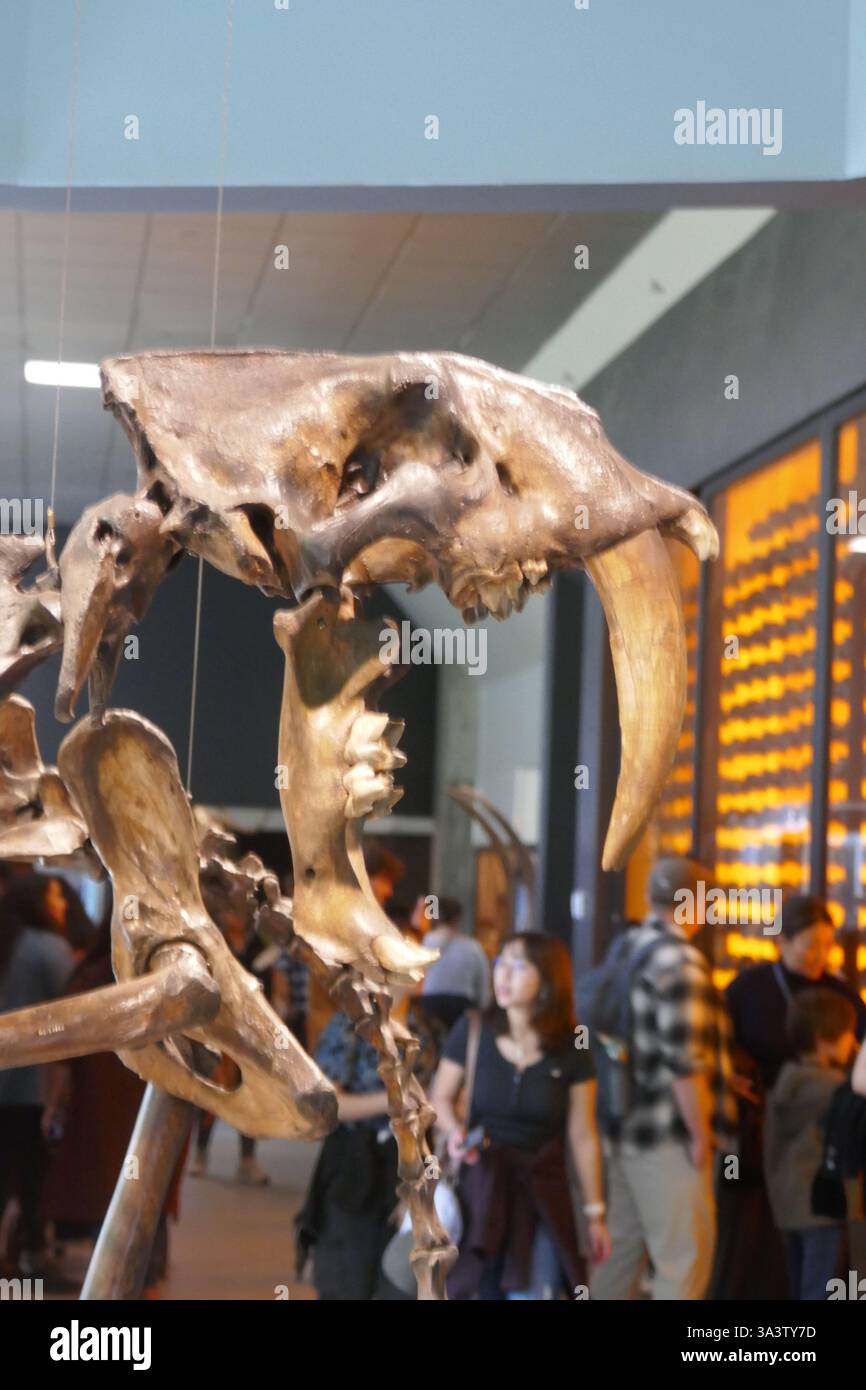 Los Angeles, California, USA 16th March 2025 Saber Toothed Cat at La ...