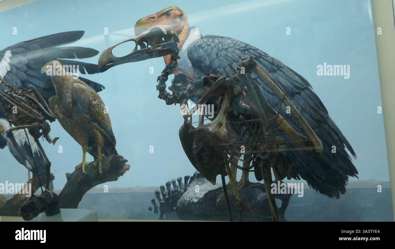 Los Angeles, California, USA 16th March 2025 Merriams Giant Condor at ...