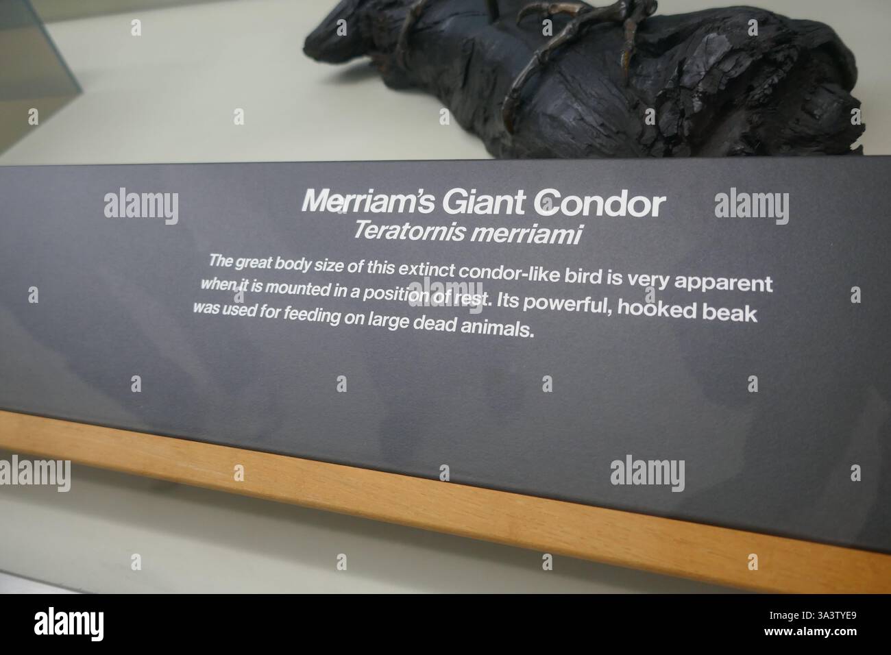 Los Angeles, California, USA 16th March 2025 Merriams Giant Condor at ...