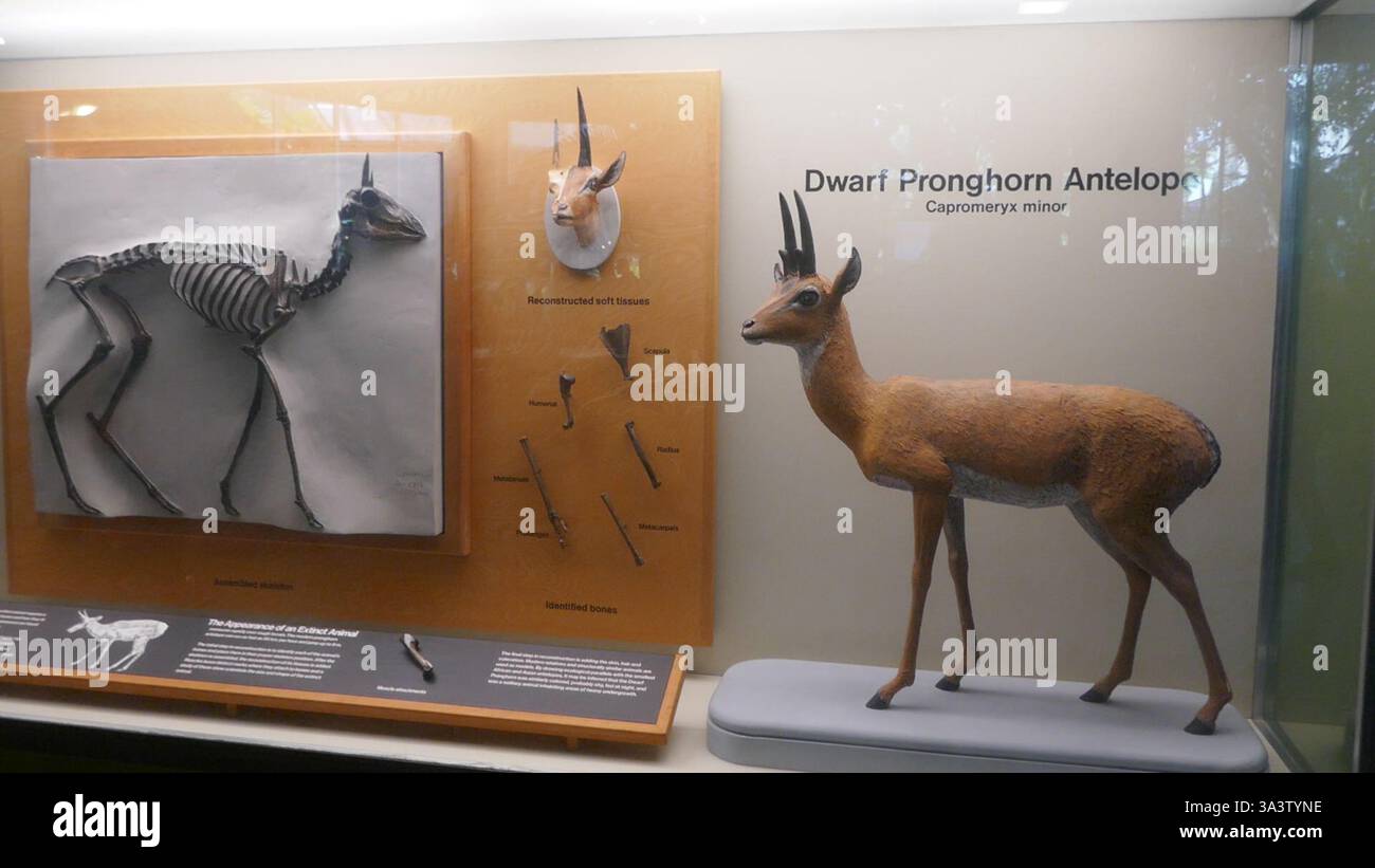 Los Angeles, California, USA 16th March 2025 Dwarf Pronghorn Antelope at La Brea Tar Pits ...