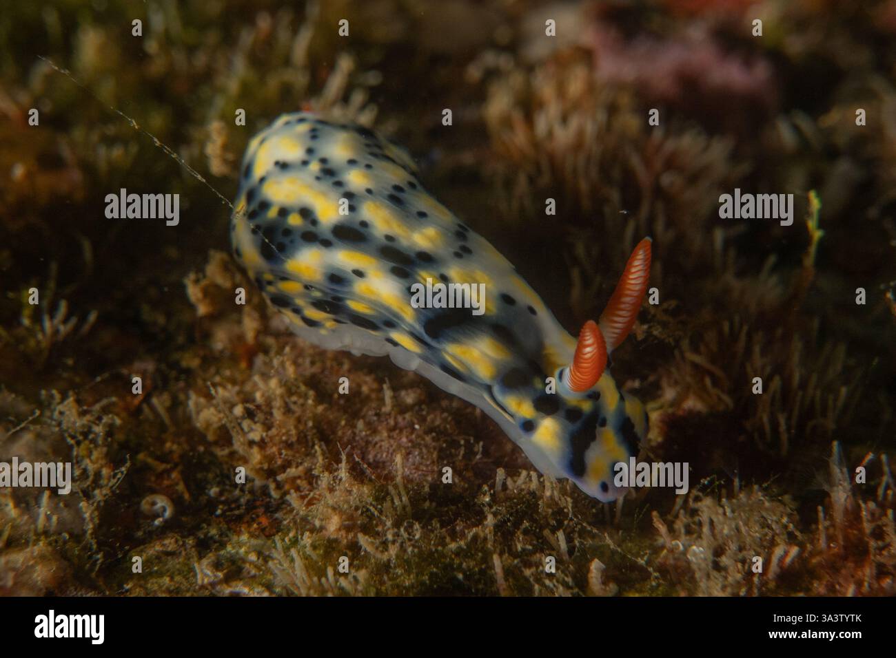 Nudibranch Sea Slug in the Red Sea Colorful and beautiful, Eilat Israel ...