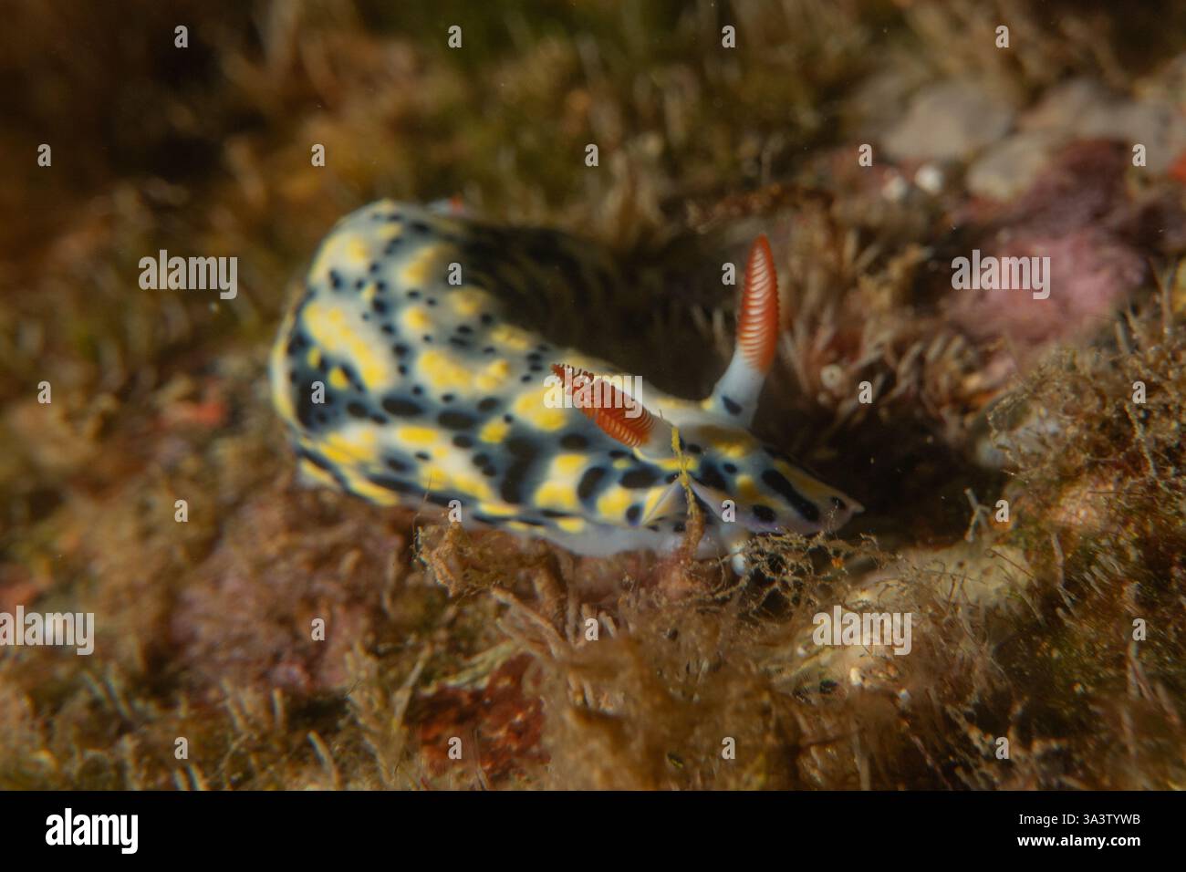 Nudibranch Sea Slug in the Red Sea Colorful and beautiful, Eilat Israel ...