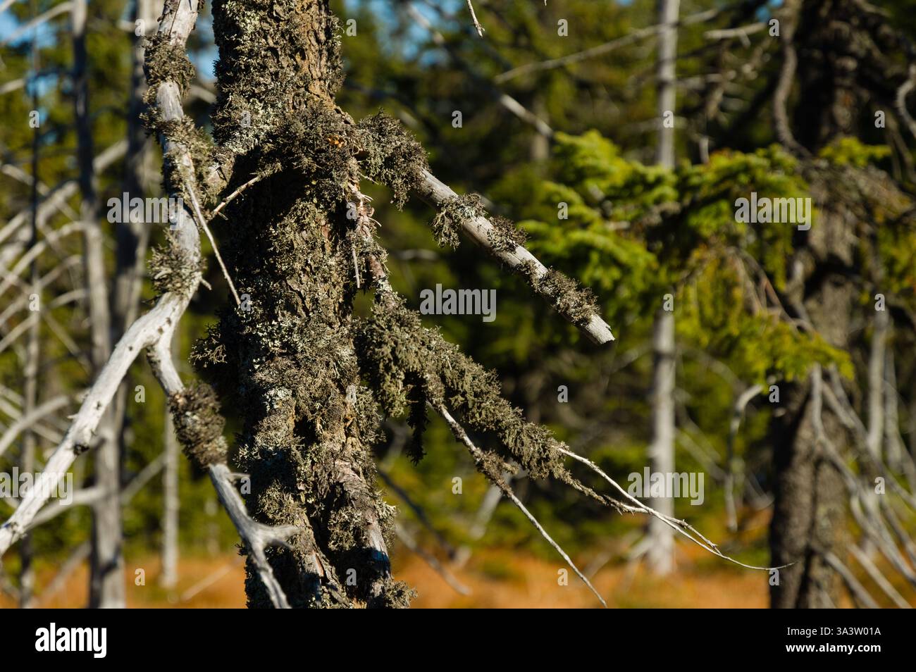 Lichen covered dry dead tree trunk in forrest Stock Photo - Alamy