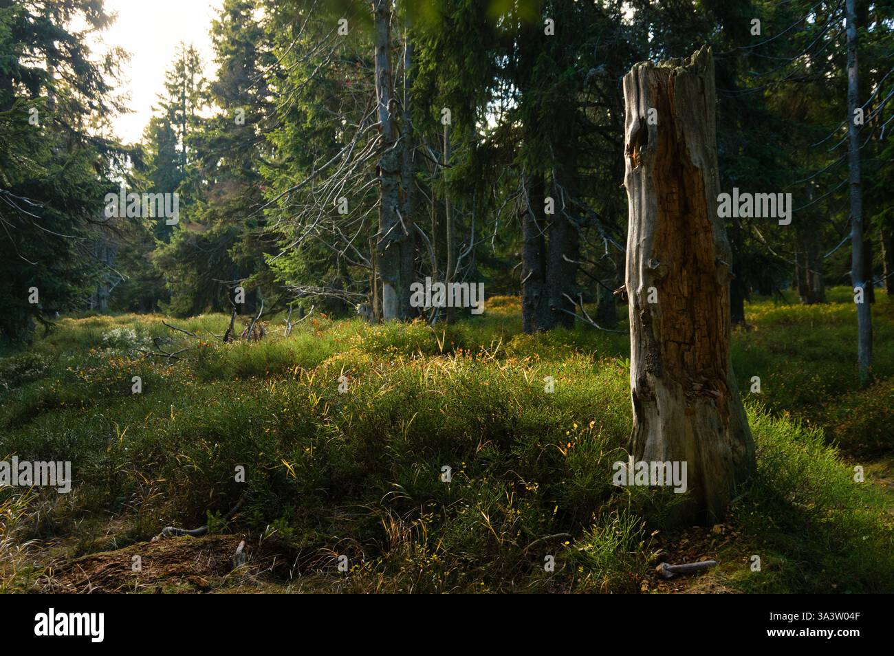 Naturally growing european forrest with dry dead trees Stock Photo - Alamy