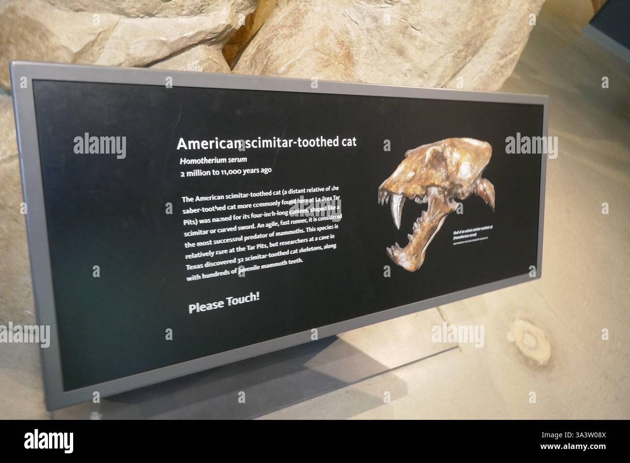 Los Angeles, California, USA 16th March 2025 American Scimitar Toothed ...