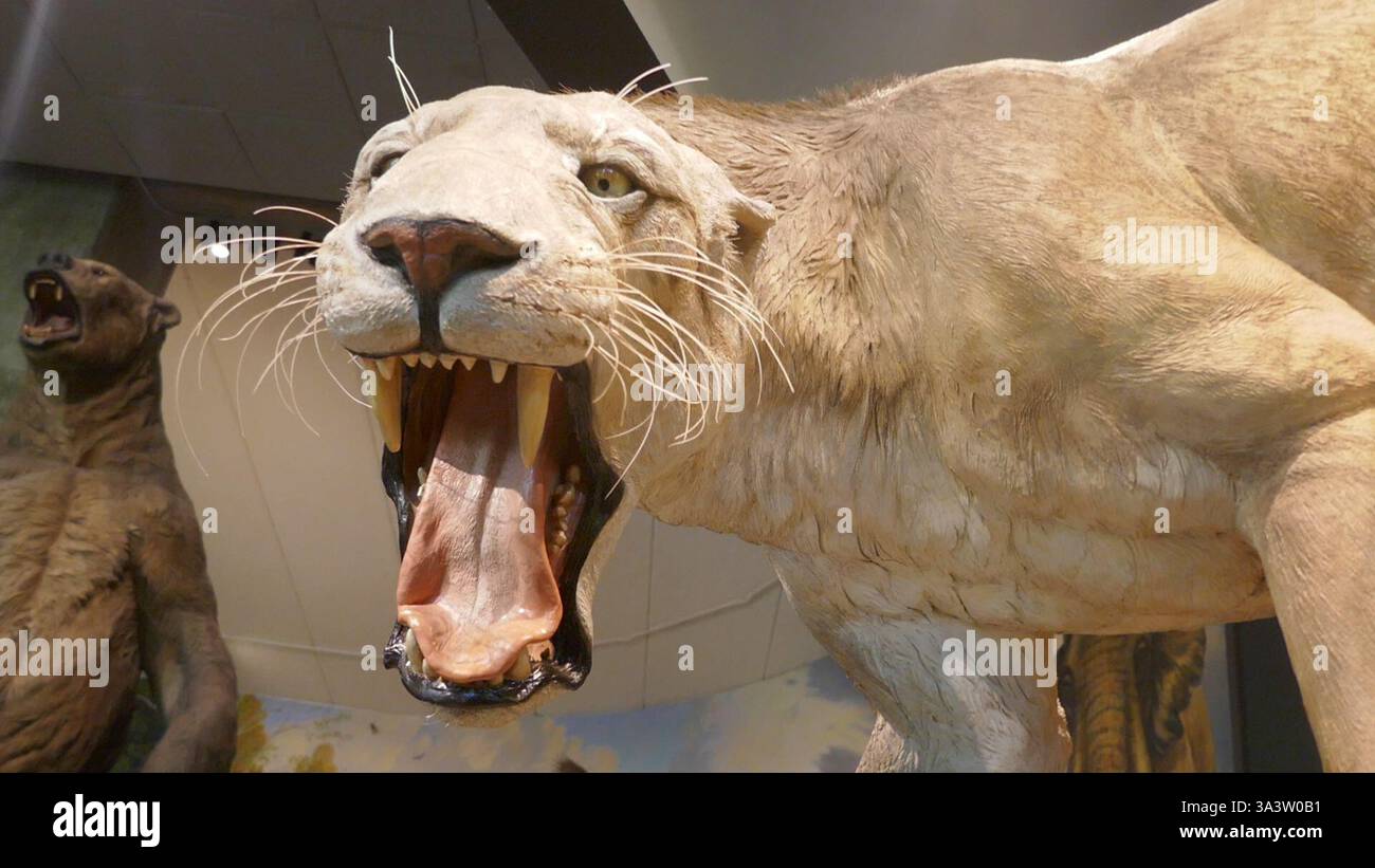 Los Angeles, California, USA 16th March 2025 American Scimitar Toothed ...