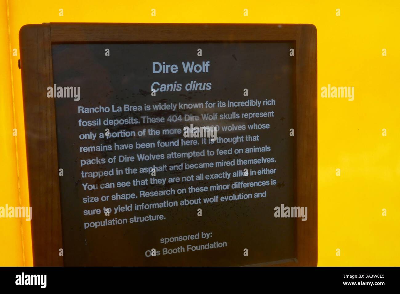 Los Angeles, California, USA 16th March 2025 Dire Wolf at La Brea Tar ...
