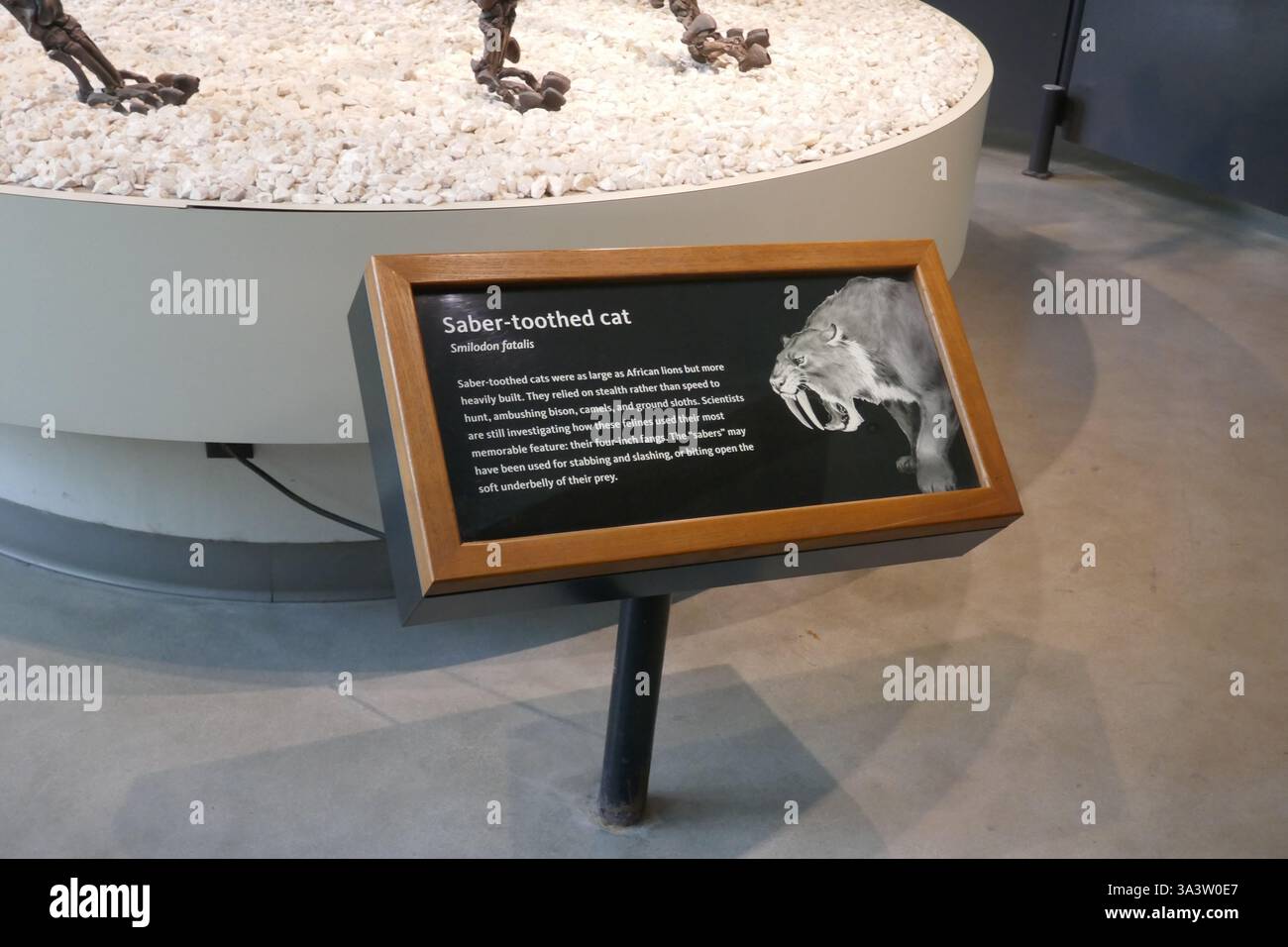 Los Angeles, California, USA 16th March 2025 Saber Toothed Cat at La ...