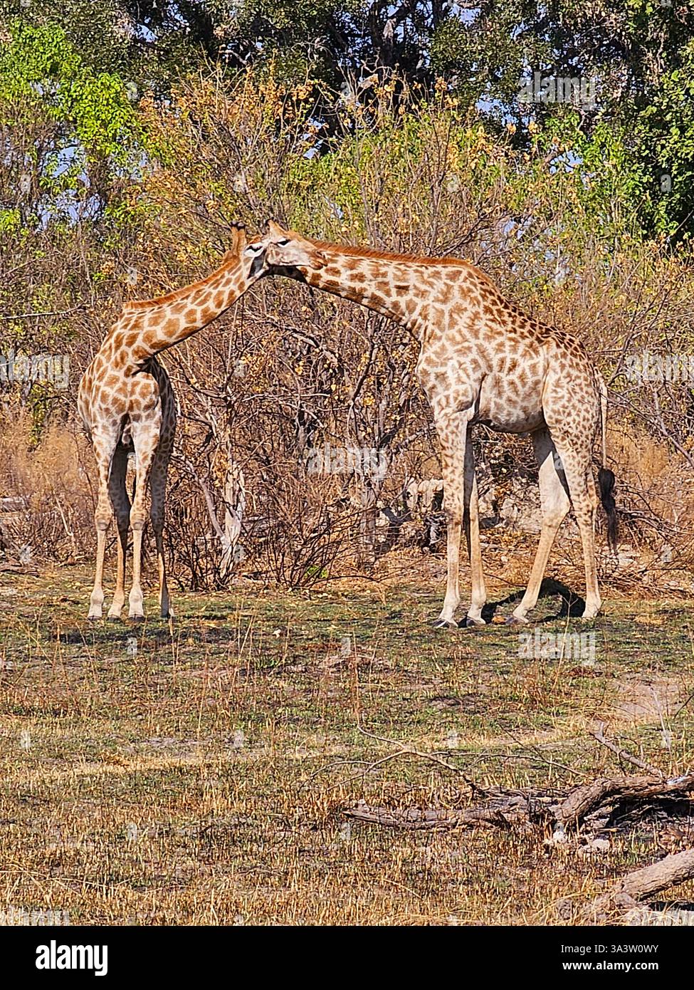 Giraffes necking in Botswana, Africa Stock Photo - Alamy