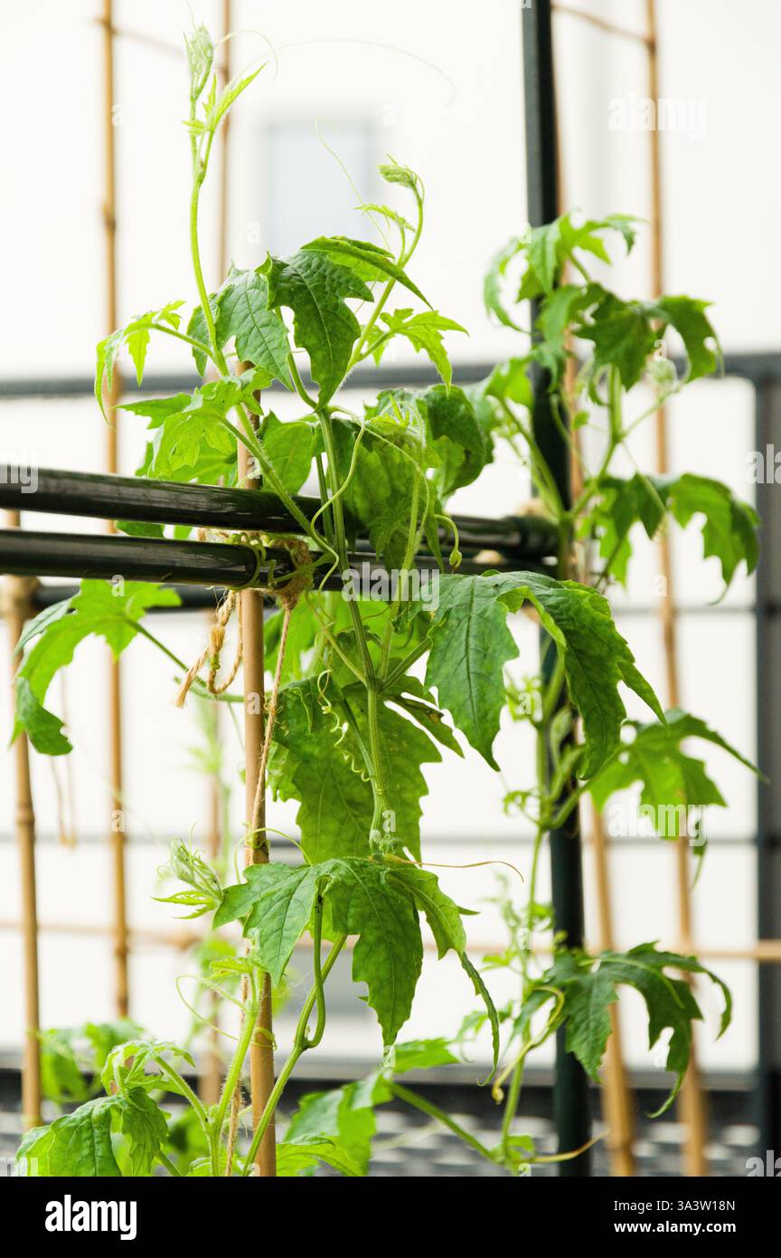 Bitter gourd plant growing on an urban balcony garden Stock Photo - Alamy