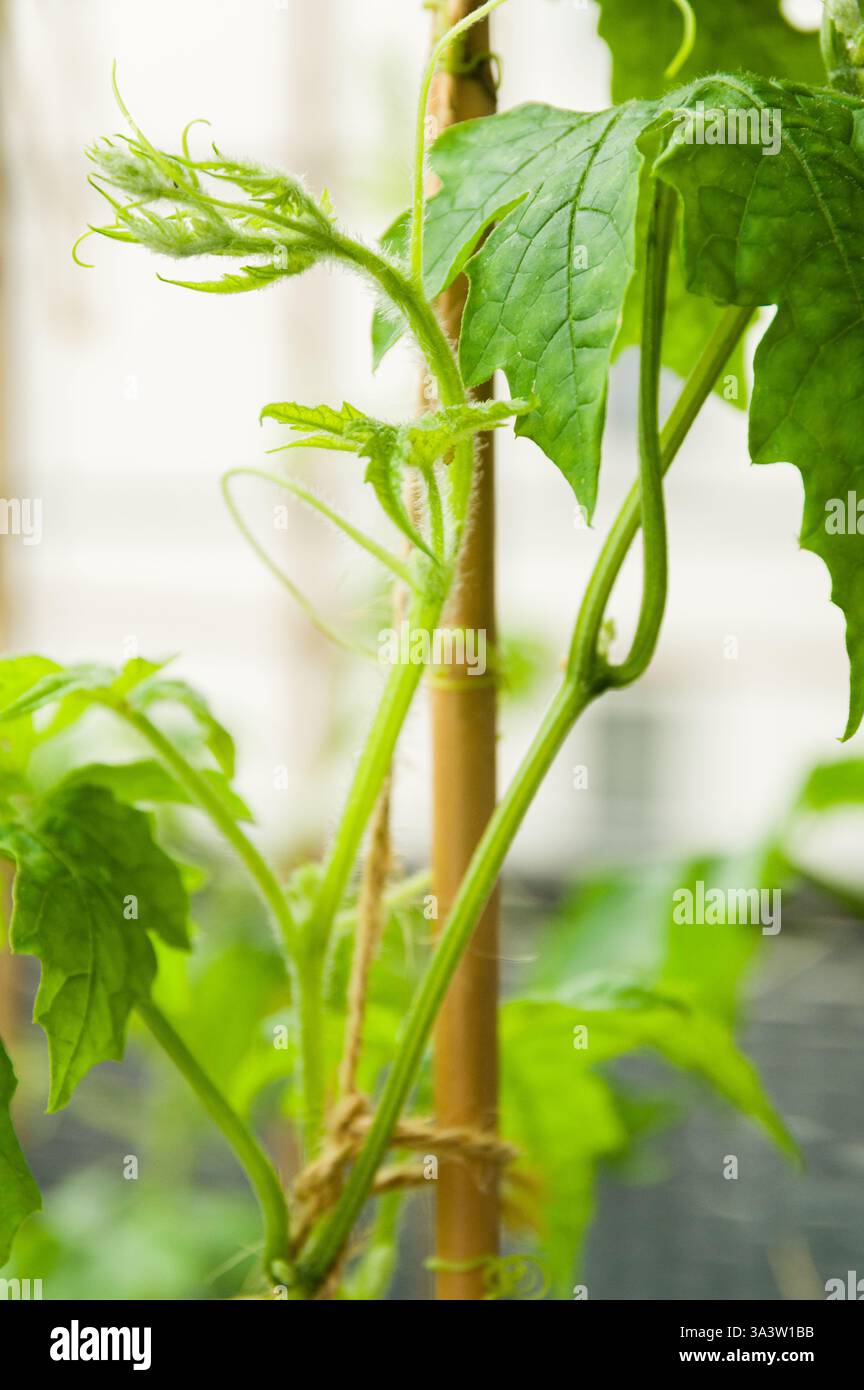 Closeup of bitter gourd plant growing on an urban balcony garden Stock ...