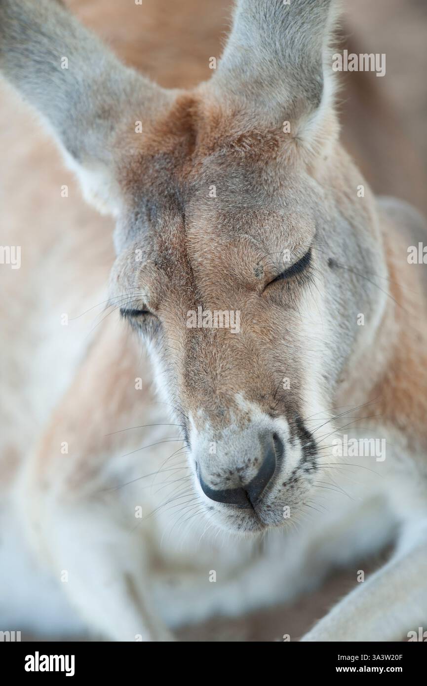Eastern grey kangaroo (Macropus giganteus) sleeping, Lone Pine Koala ...
