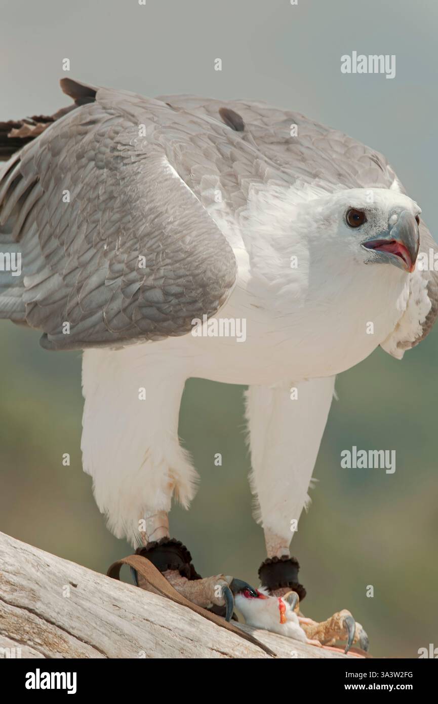 White-bellied Sea-eagle (Haliaeetus leucogaster), Brisbane, Queensland ...