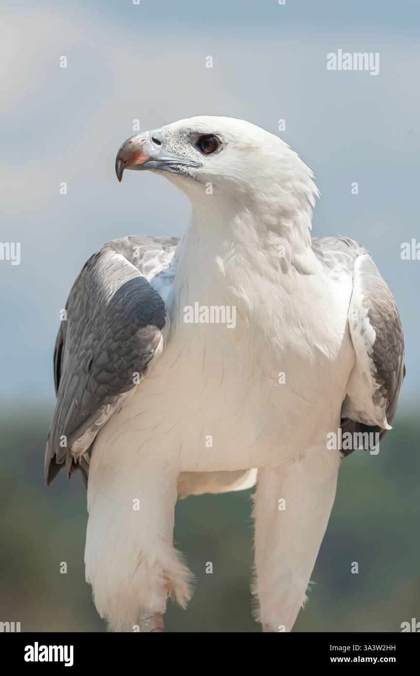 White-bellied Sea-eagle (Haliaeetus leucogaster), Brisbane, Queensland ...