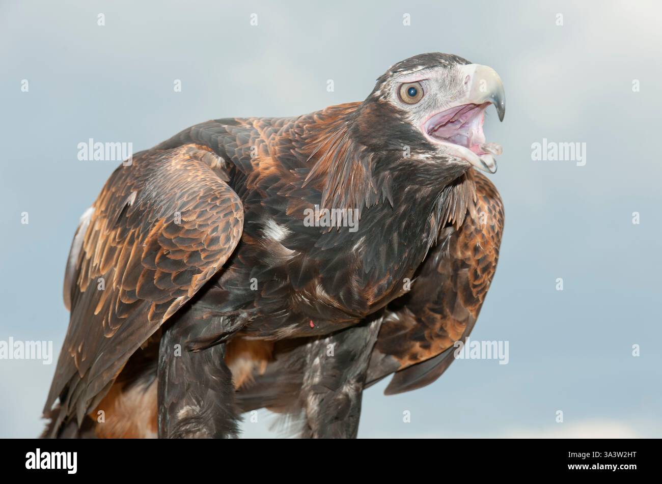 Wedge-tailed eagle (Aquila audax) squawking, Brisbane, Queensland ...