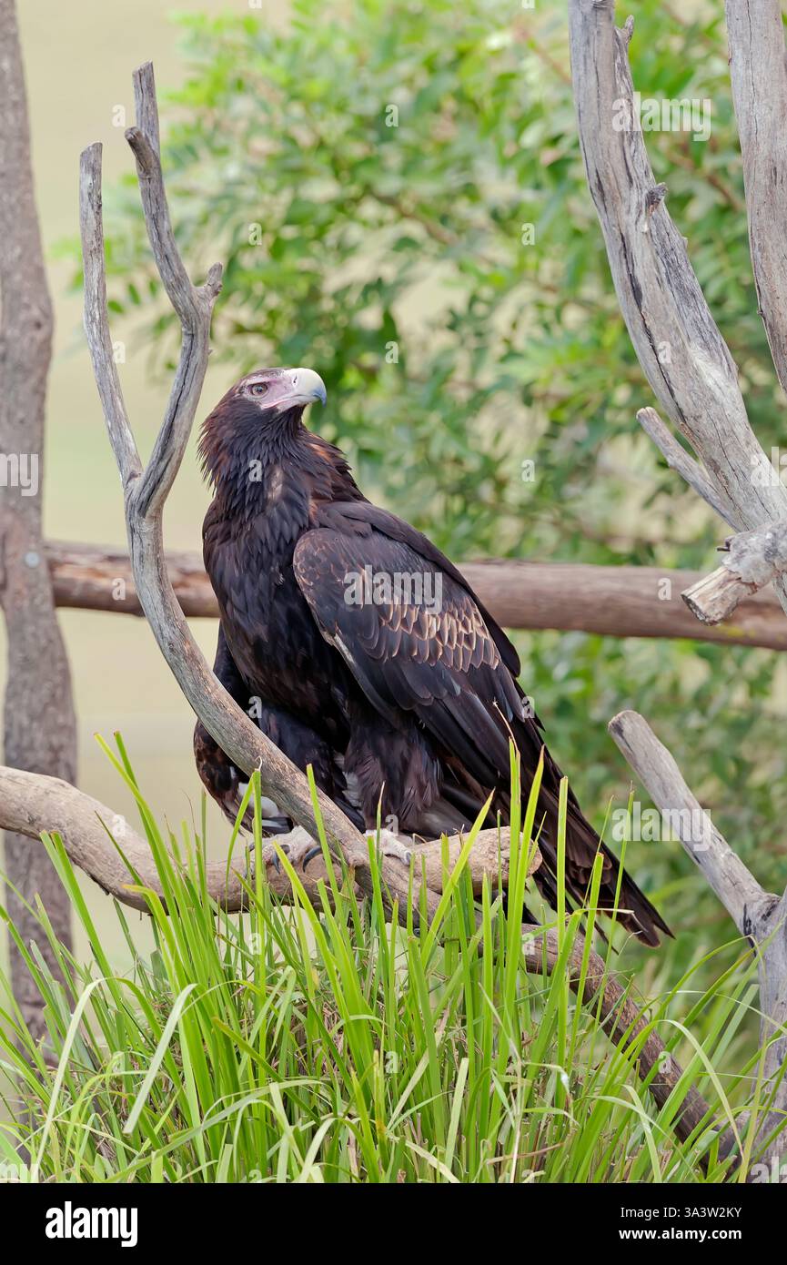 Wedge-tailed eagle (Aquila audax), Brisbane, Queensland, Australia ...