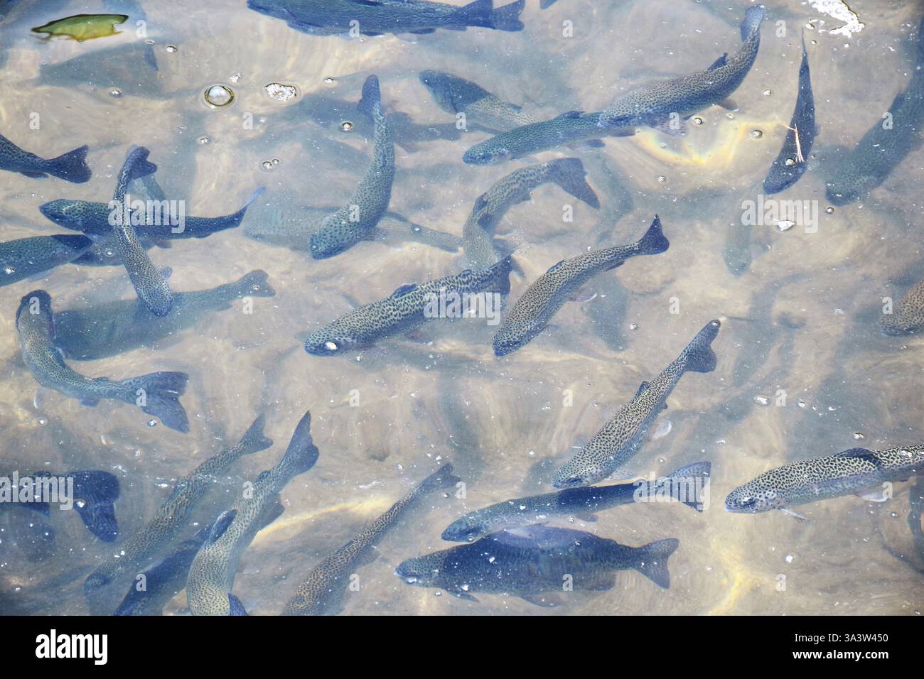 Artisanal trout farming contributes to sustaining the environment and ...