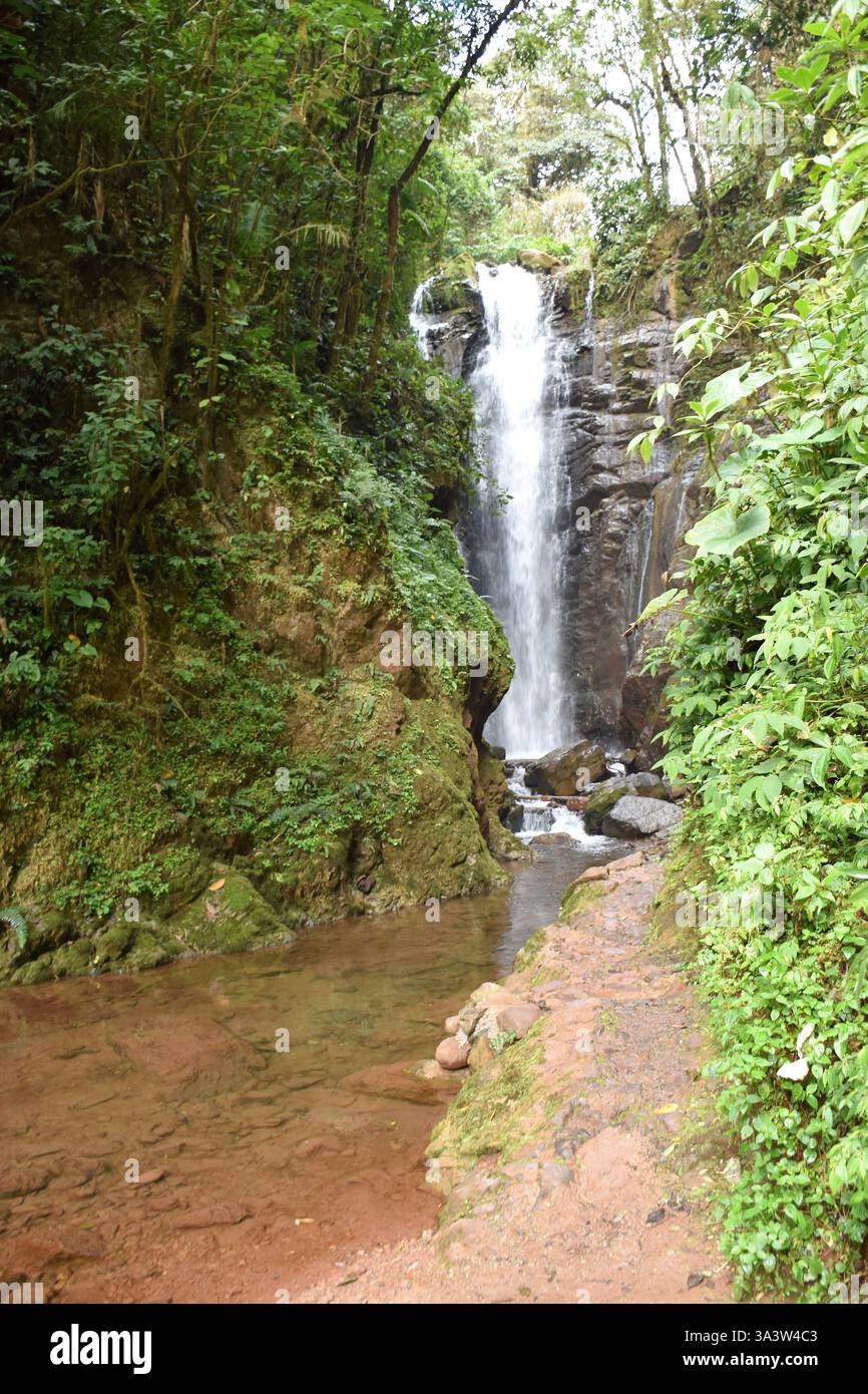 Foliage and trees in native forest with the presence of rivers and ...