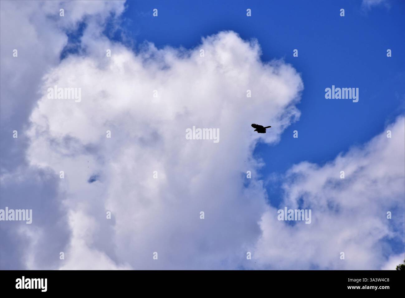 Native forest with the presence of wild birds that help the balance of ...