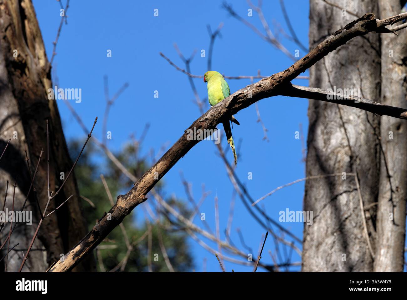 The Rose-ringed Parakeet (Psittacula krameri) eats fruits, seeds, and ...