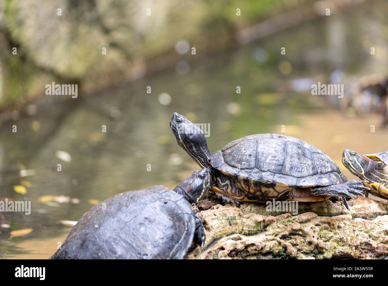 The Red-eared Slider (Trachemys scripta elegans) eats plants, insects ...
