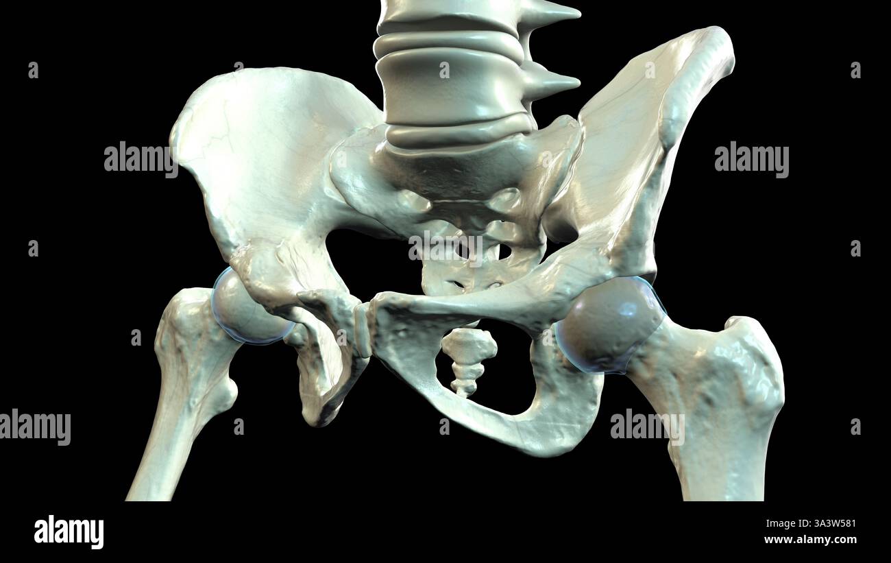 Pelvic joint hi-res stock photography and images - Alamy