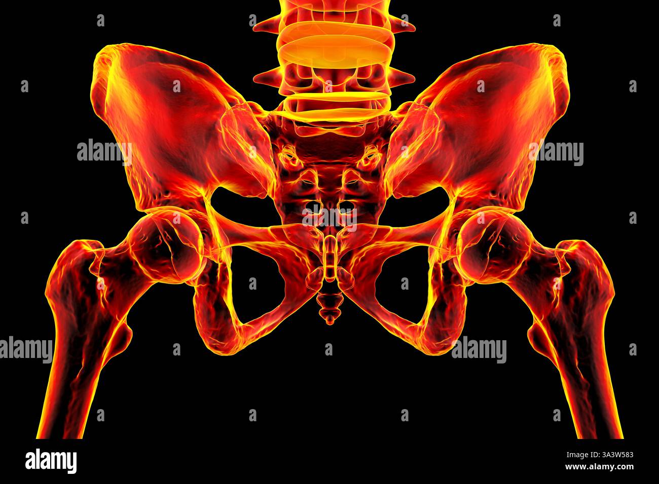 Pelvic bone hi-res stock photography and images - Alamy