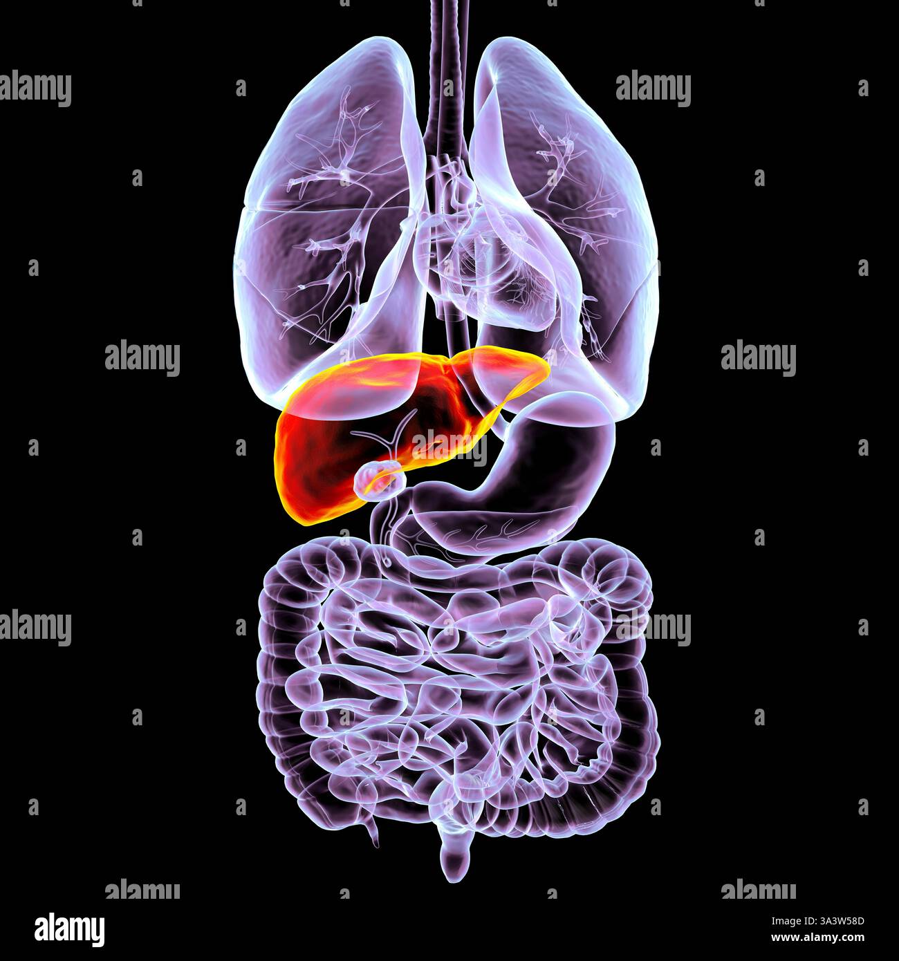 Illustration of the human respiratory and digestive system anatomy ...