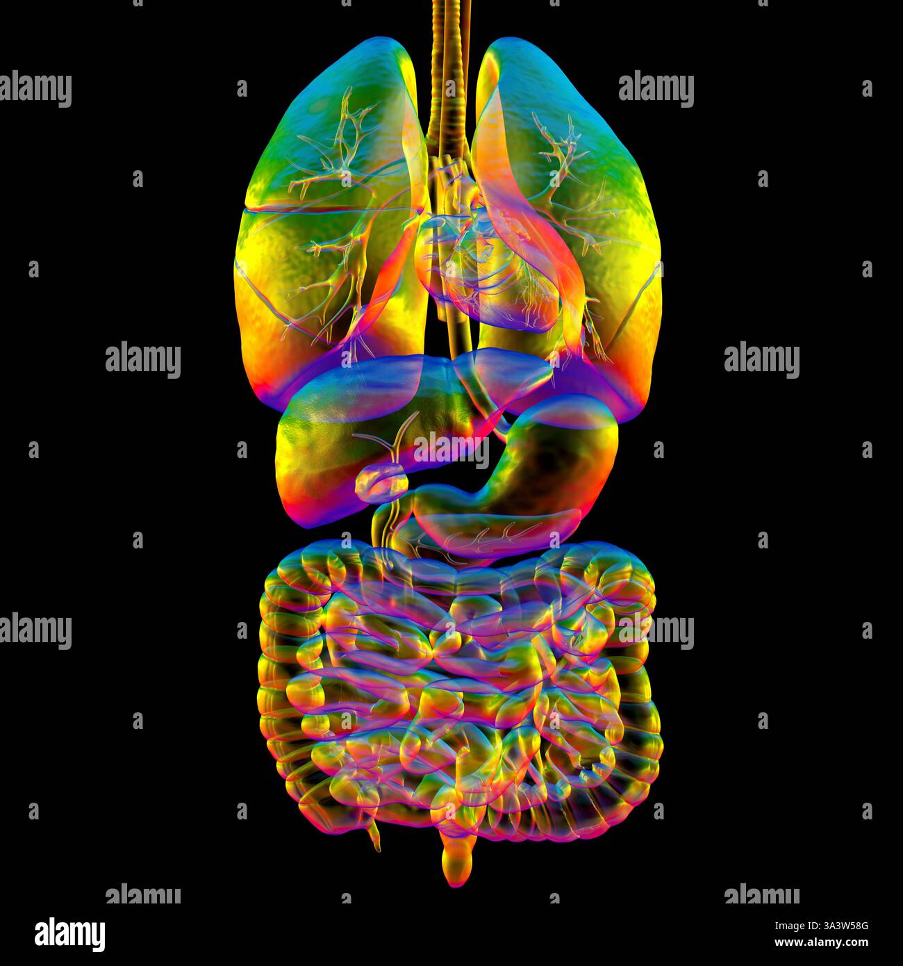 Illustration of the human respiratory and digestive system anatomy ...