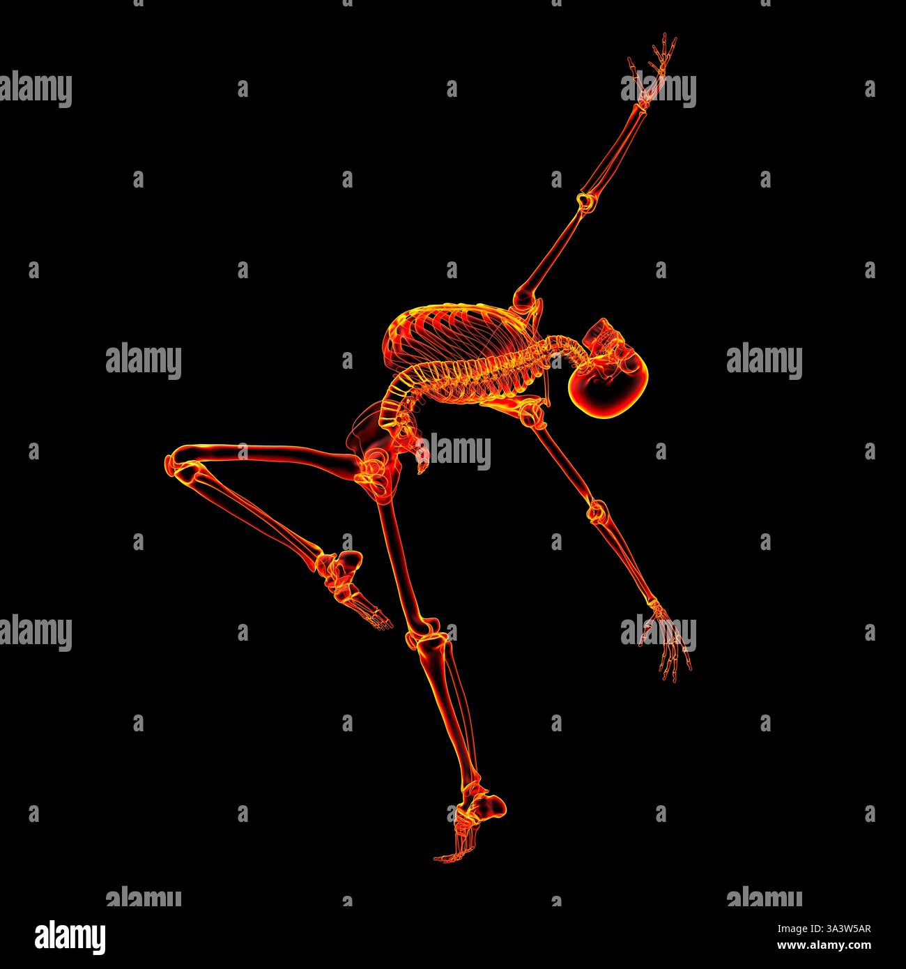 Human skeleton in ballet dancing pose hi-res stock photography and ...