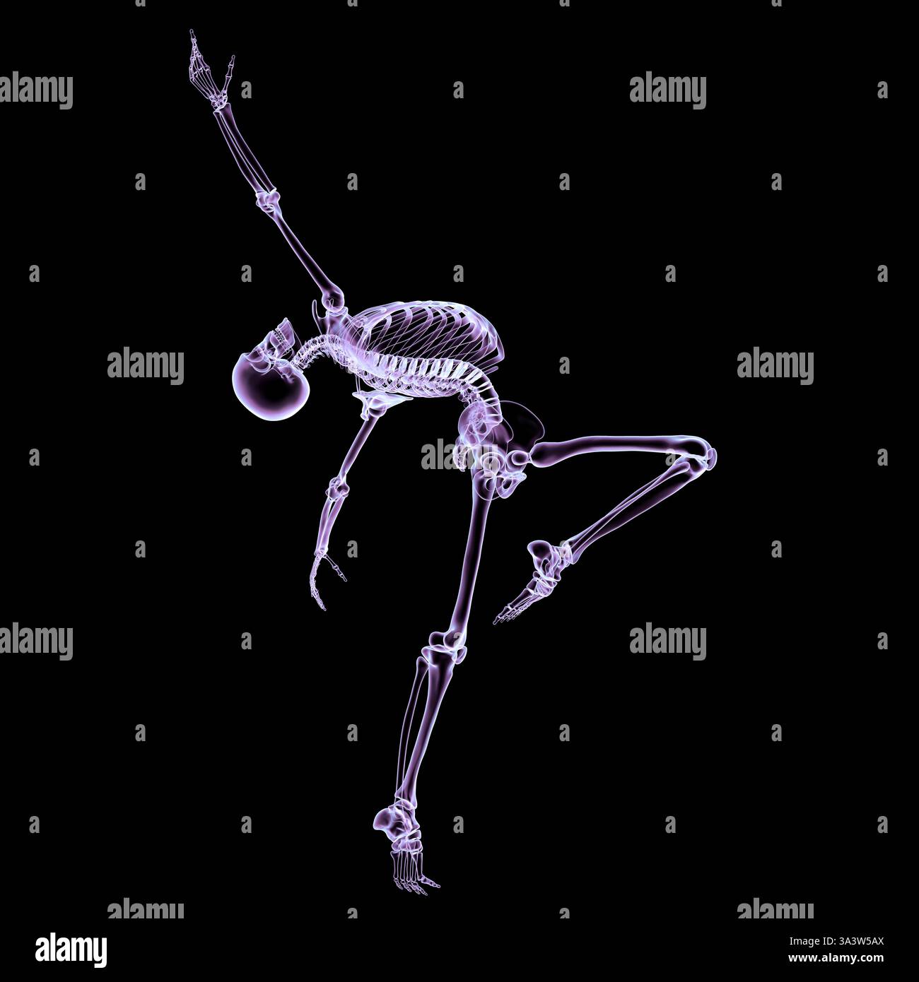 Illustration of a human skeleton in a ballet dancing pose Stock Photo ...