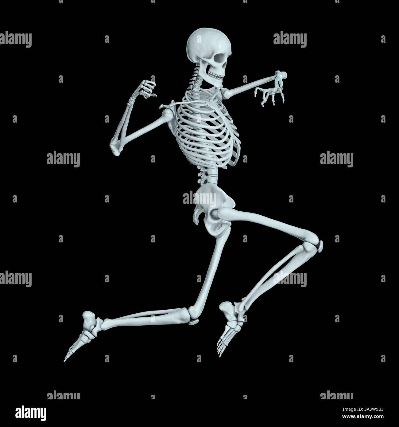 Illustration of a human skeleton in a dynamic jumping pose, showcasing movement and skeletal ...