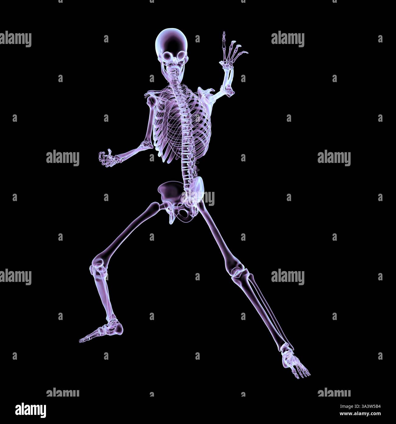 Illustration of a human skeleton in a dynamic fighting pose, showcasing ...